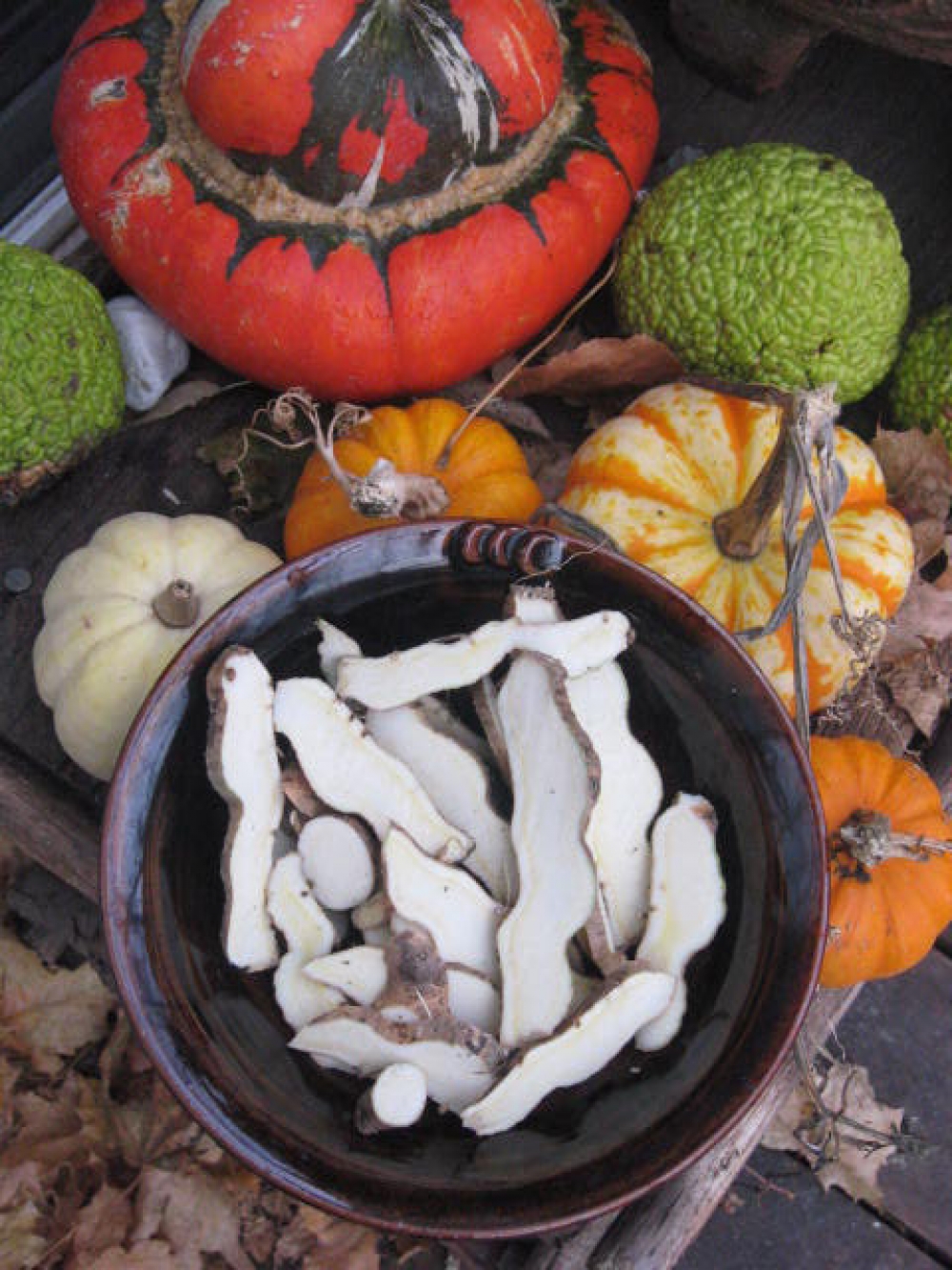 One Queen Elizabeth Root-Orris Root-Hoodoo-Voodoo-Witchcraft-Wicca ...