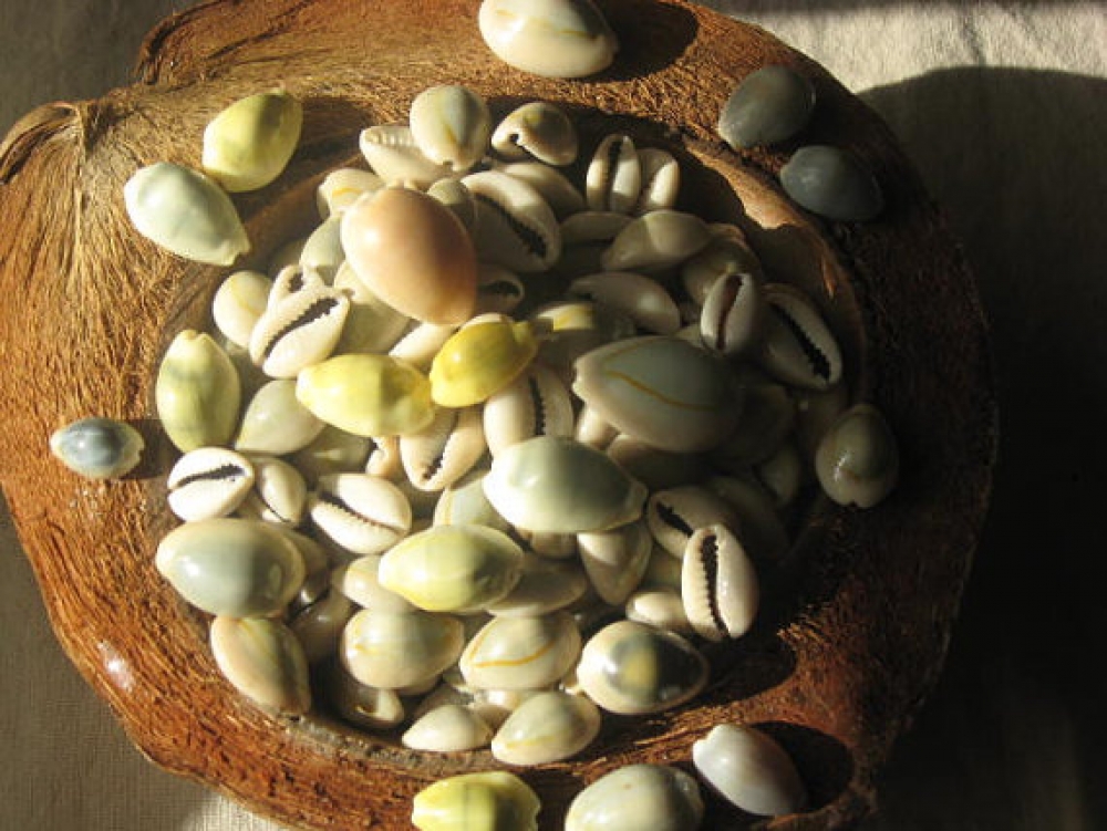 21 Money Cowrie Shells-Hoodoo-Voodoo-Witchcraft-Divination, Goddess ...